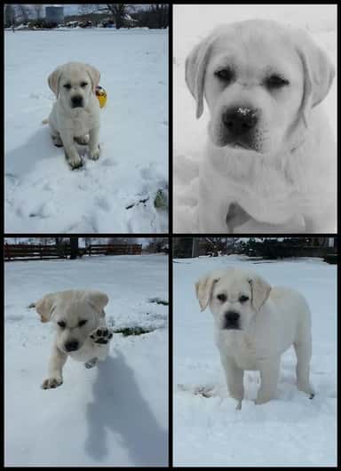 LaPoe Labradors: Premier English Style Labrador Breeder in Central Michigan