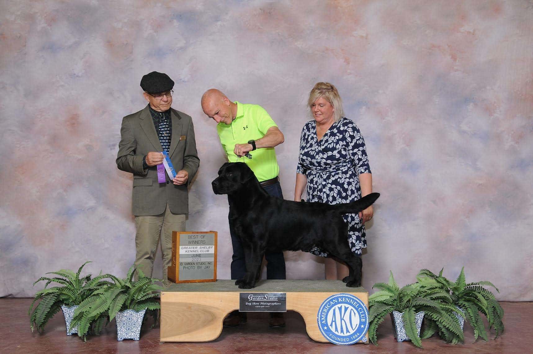 Males | LaPoe Labradors