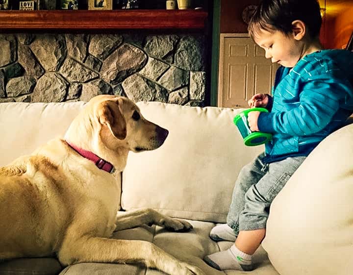 LaPoe Labradors: Premier English Style Labrador Breeder in Central Michigan