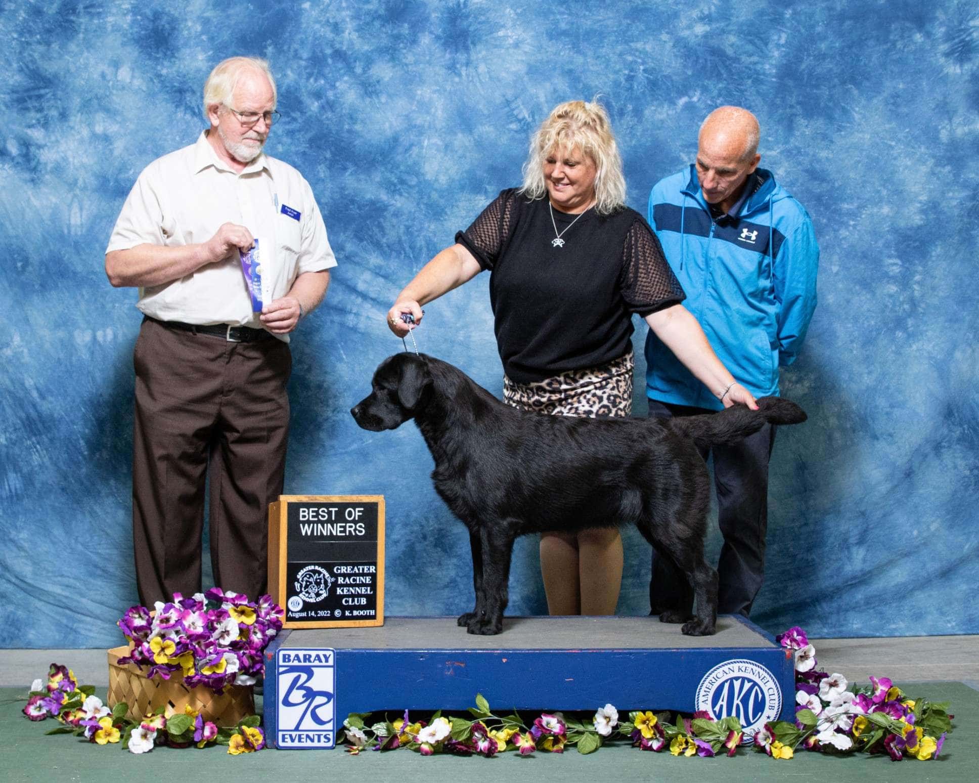 LaPoe Labradors: Premier English Style Labrador Breeder in Central Michigan