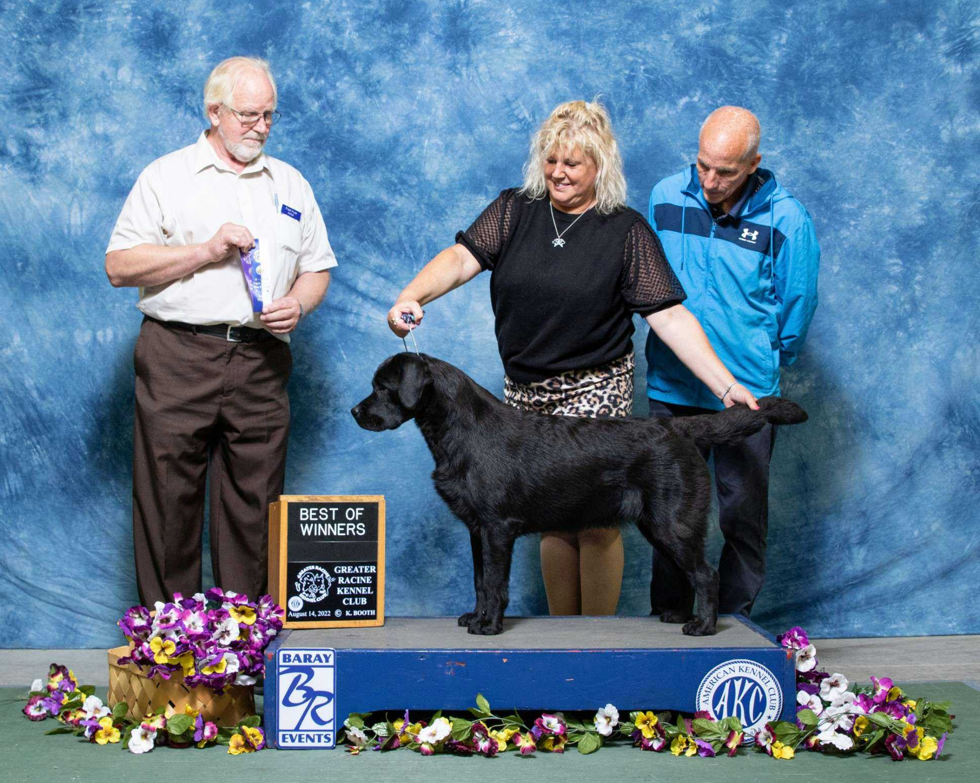 LaPoe Labradors: Premier English Style Labrador Breeder in Central Michigan