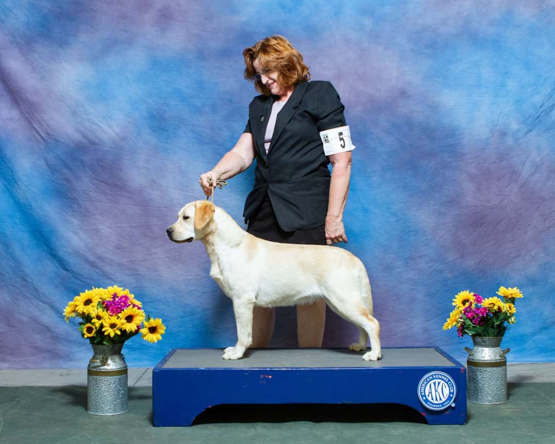 LaPoe Labradors: Premier English Style Labrador Breeder in Central Michigan