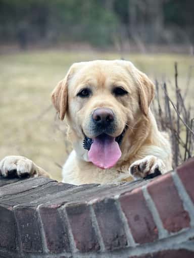 Males | LaPoe Labradors