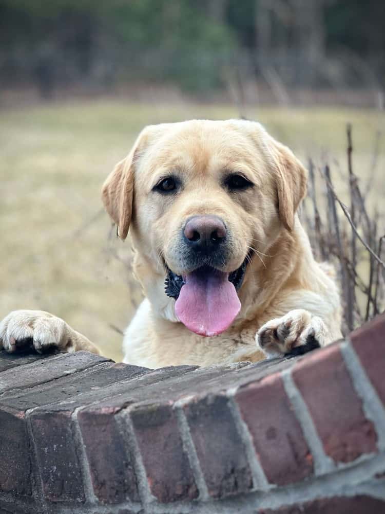 Males | LaPoe Labradors