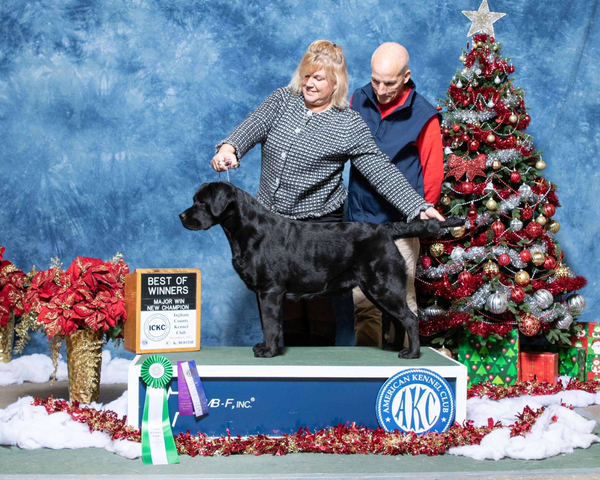 LaPoe Labradors: Premier English Style Labrador Breeder in Central Michigan